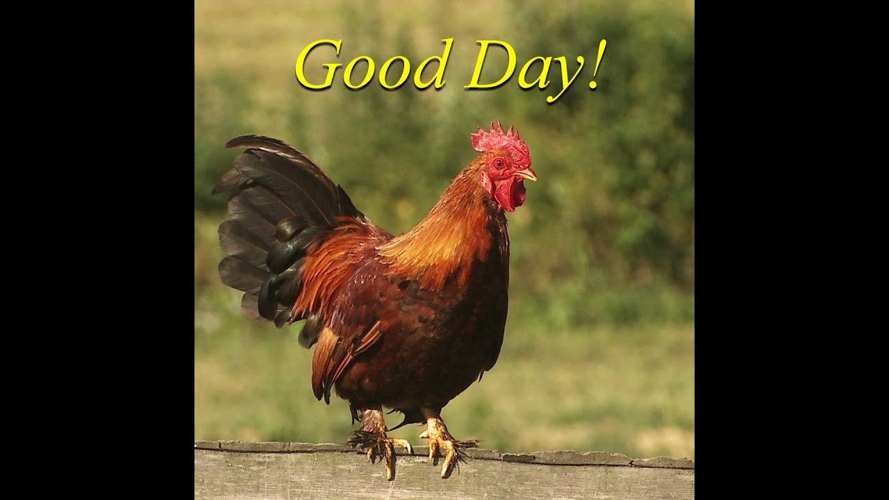 Red Rooster wishes: "Good Day!" - YouTube