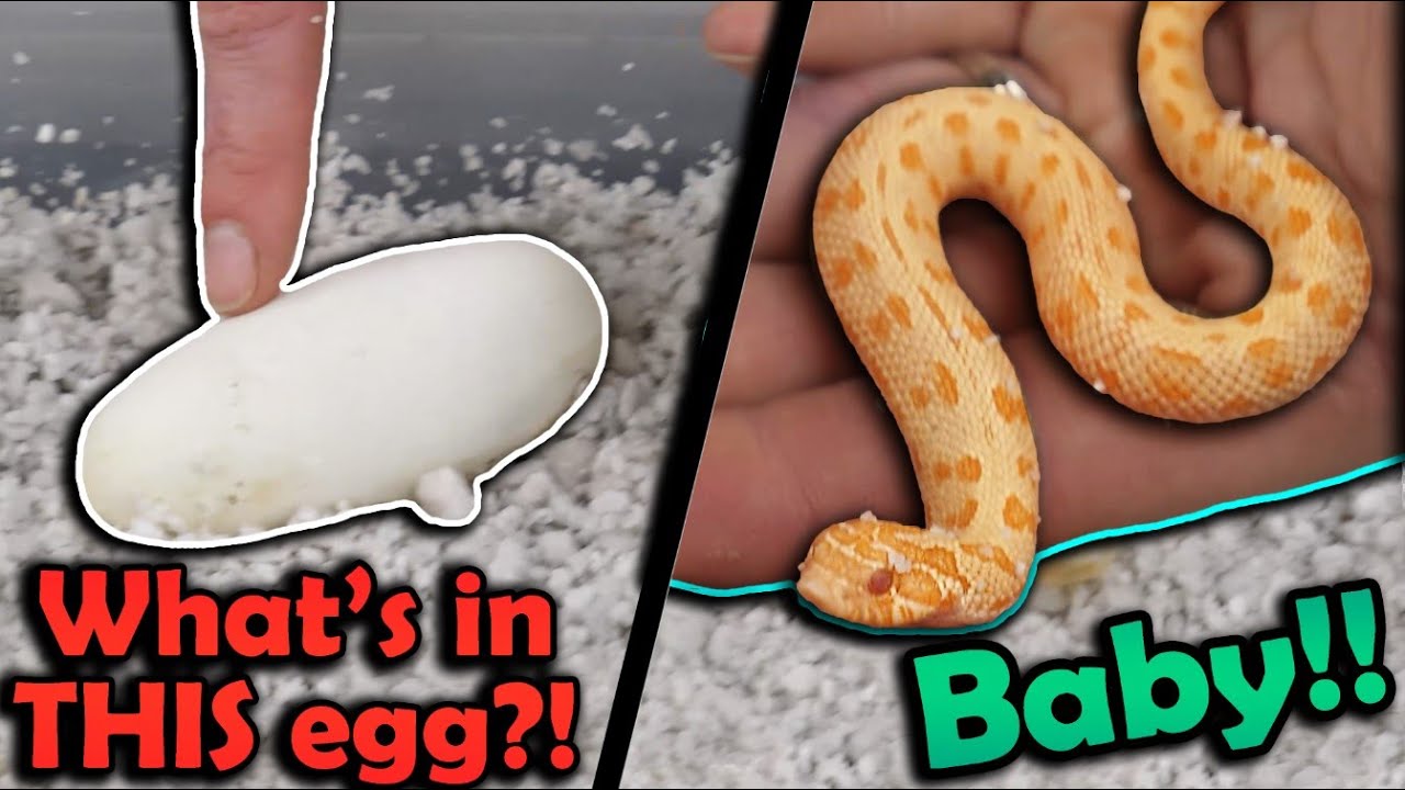 Baby Albino Hognose Snake Hatching! - YouTube