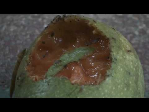 Mango Flies - YouTube