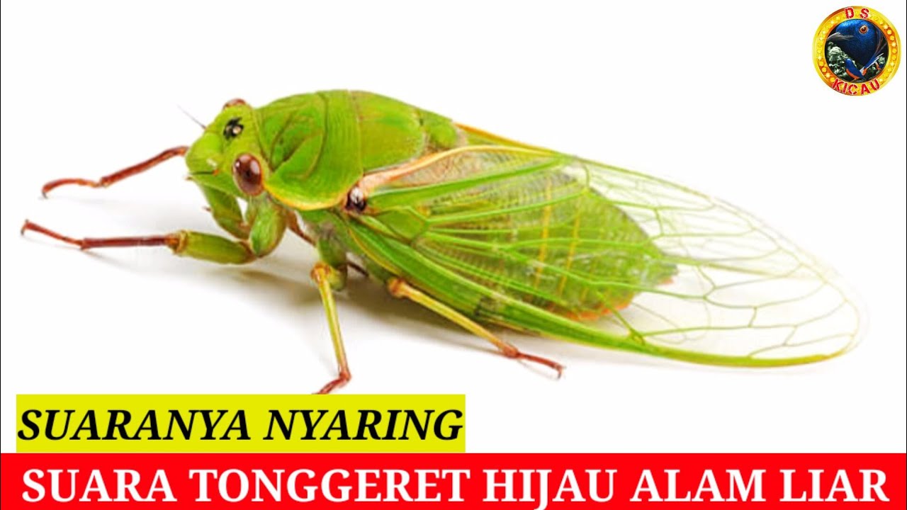 Suara tonggeret/Keriang/garempung #suaratonggerethijau #Cicadidae # ...