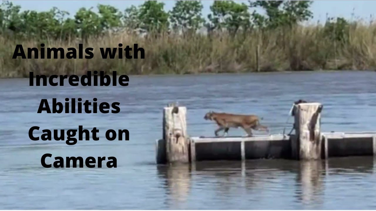 Animals with Incredible Abilities Caught on Camera - Animals with ...