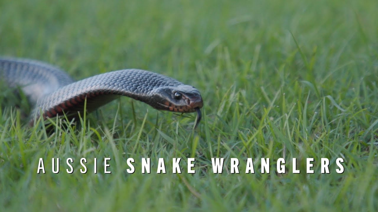 Red-Bellied Black Snake's Reign of Terror | Aussie Snake Wranglers | EarthX - YouTube