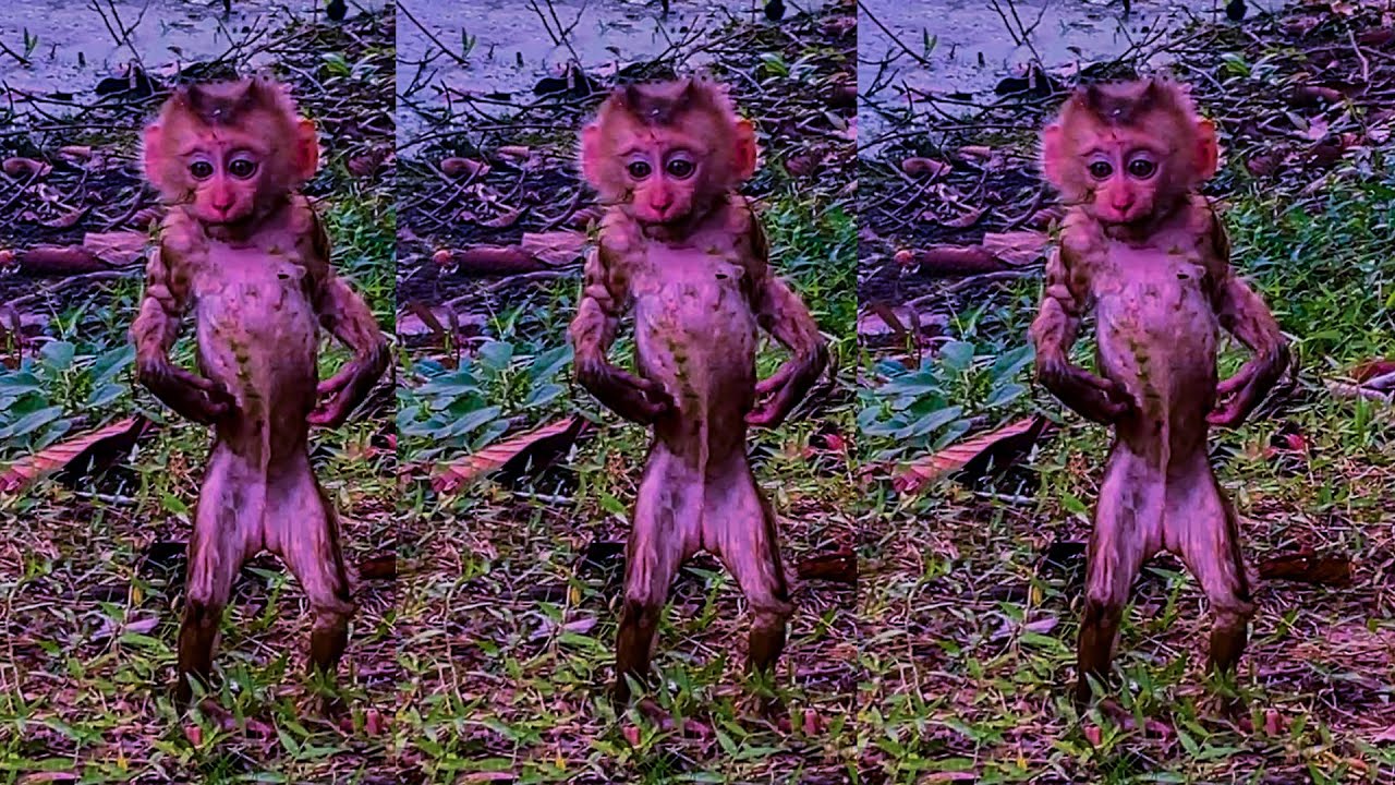 LIVE NOW || AMAZING BABY MONKEY STANDING WHEL SHE WET - YouTube