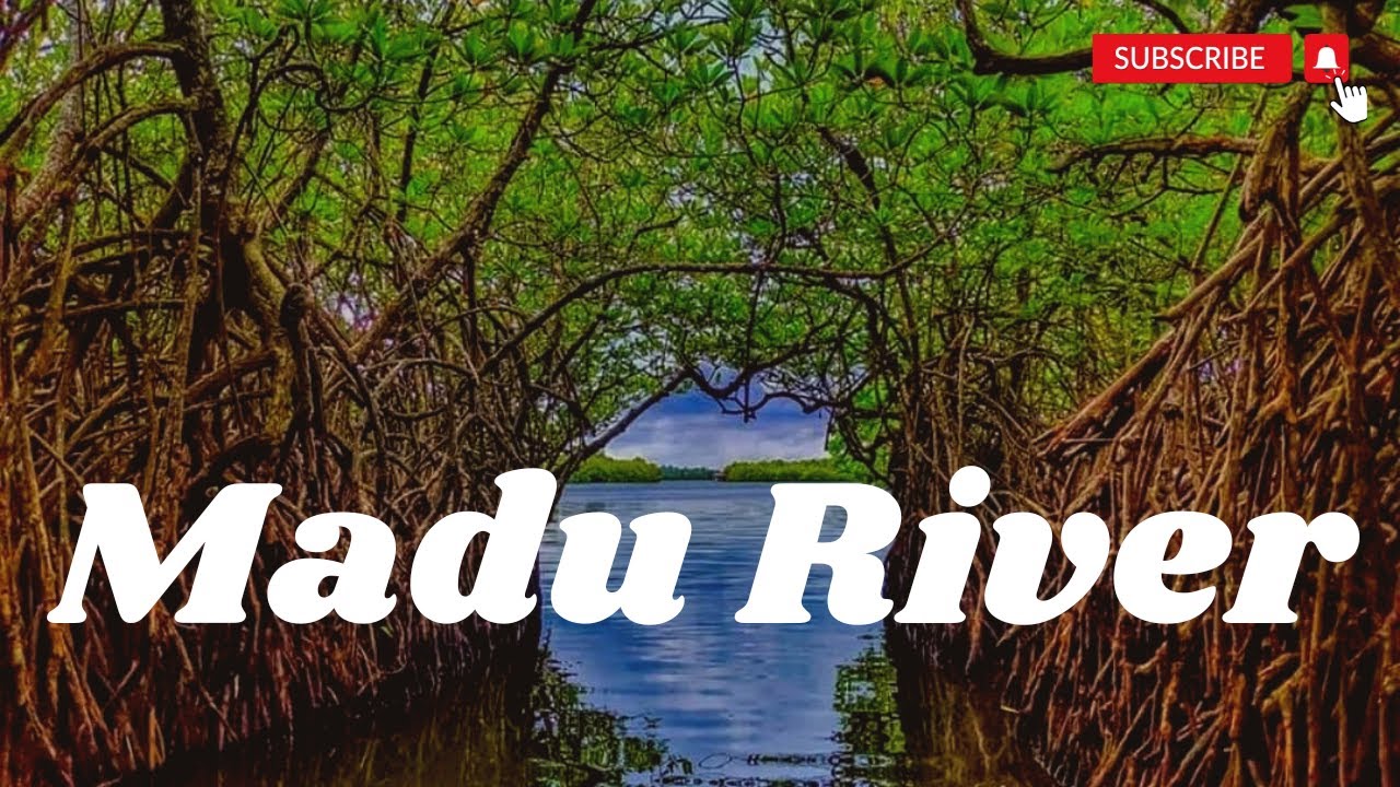 Madu River Sri Lanka | Madu Ganga | Fish Theropy | Mangrove Swamp ...
