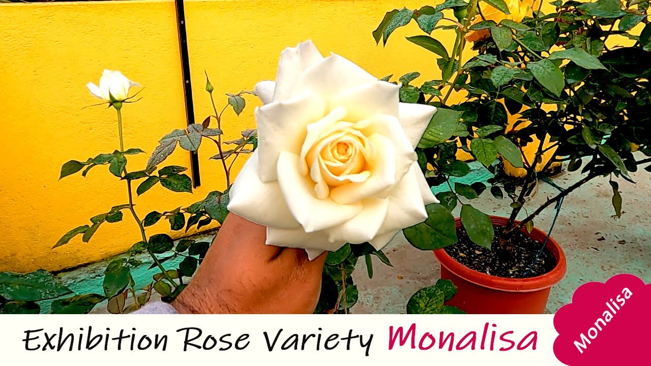 🌹🌹Exhibition Rose Variety Monalisa | MONALISA Hybrid Tea Rose ...