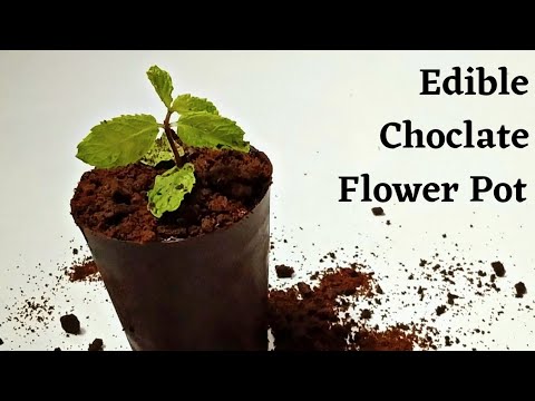 Edible Flower Pot Dessert/No Bake Dessert - YouTube