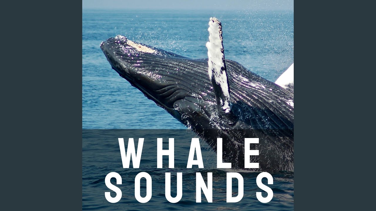Singing Whale Song - YouTube