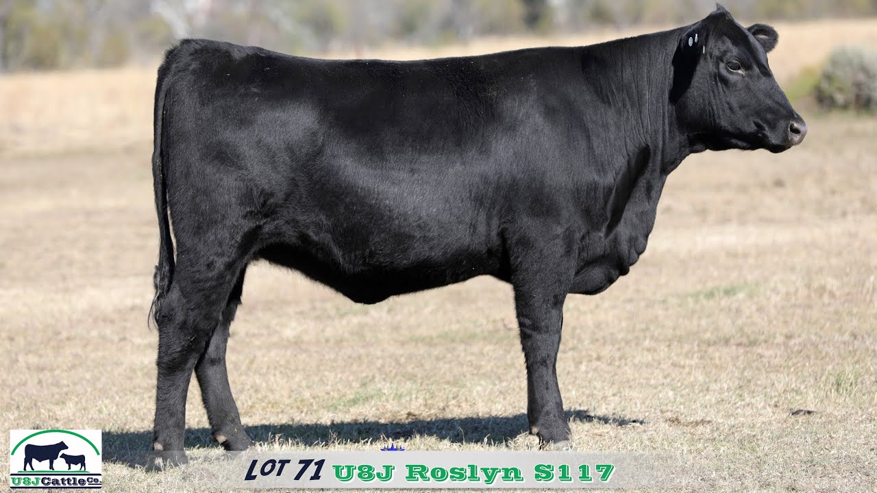 Lot 71 U8J Roslyn S117 - YouTube