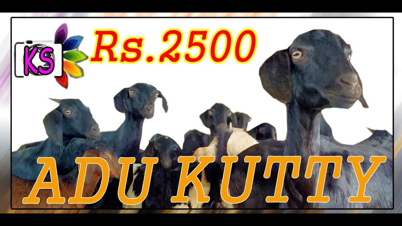 ADU KUTTY VALARPU GOAT FARMING FULL DETAILS - YouTube