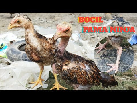 Breading ayam pama ninja || part 1 - YouTube