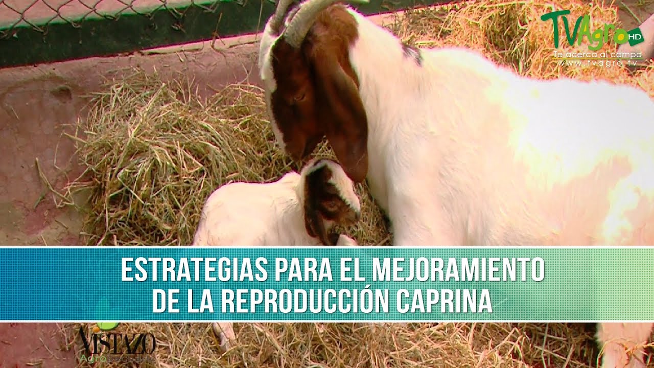 Como Mejorar la Reproduccion Caprina - TvAgro por Juan Gonzalo Angel ...