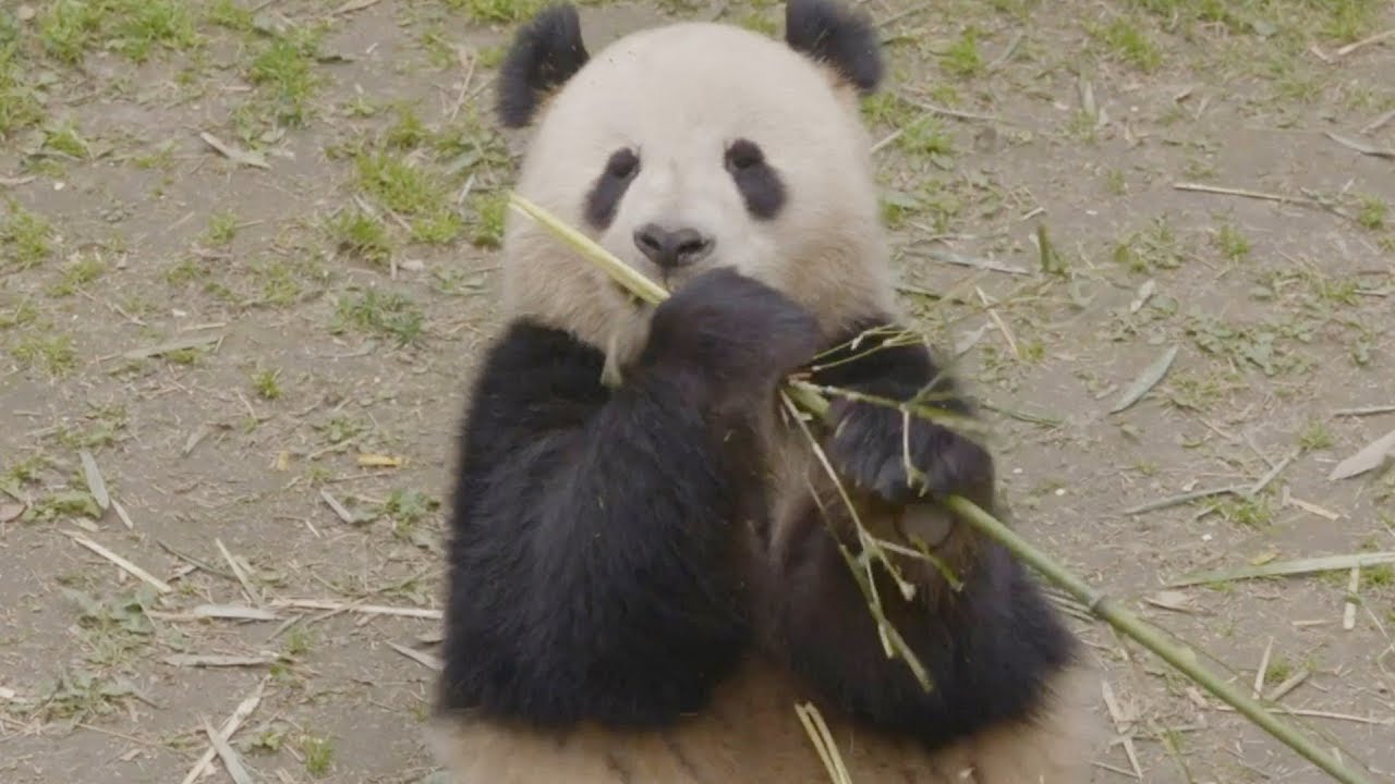 Pair of giant pandas leaves SW China for Denmark - YouTube