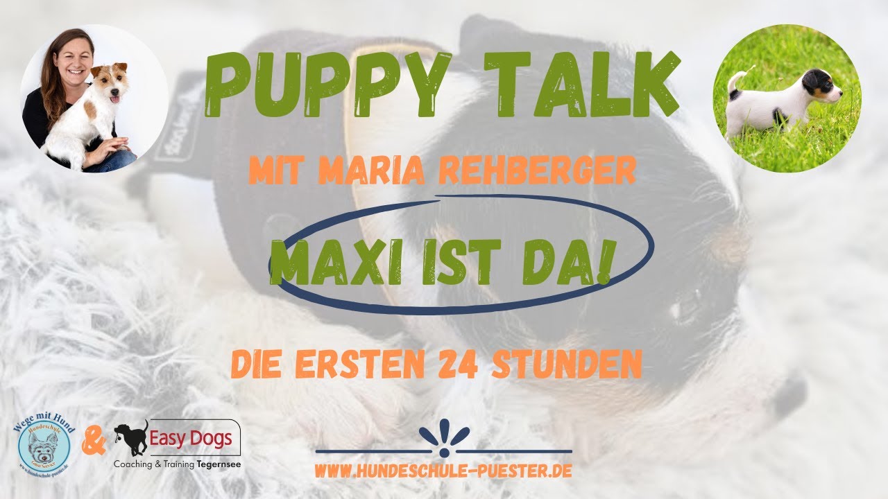 Puppy Talk mit Maria Rehberger. Maxis erste 24 Stunden bei Maria. - YouTube