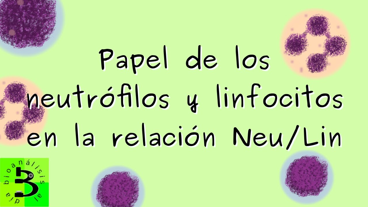 🟡🔵Papel de los neutrófilos y linfocitos en la relación Neu/Lin - YouTube