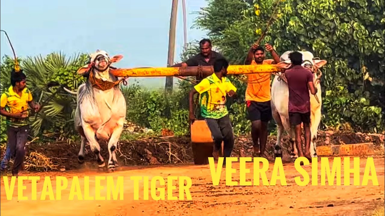 VETAPALEM TIGER and VEERA SIMHA FULL BETA - YouTube