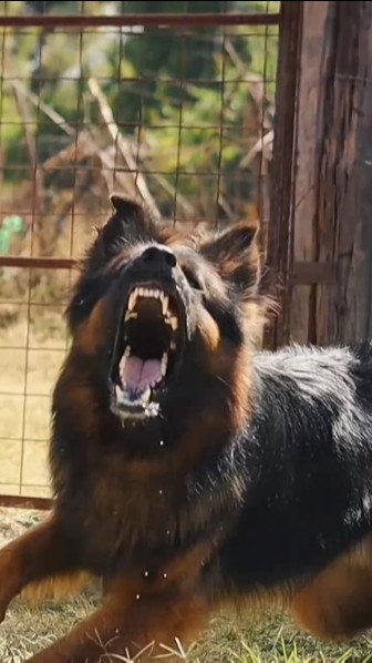 Aggressive German Shepherd Dog's at Footprints 🐾 Kennel #germanshepherd ...