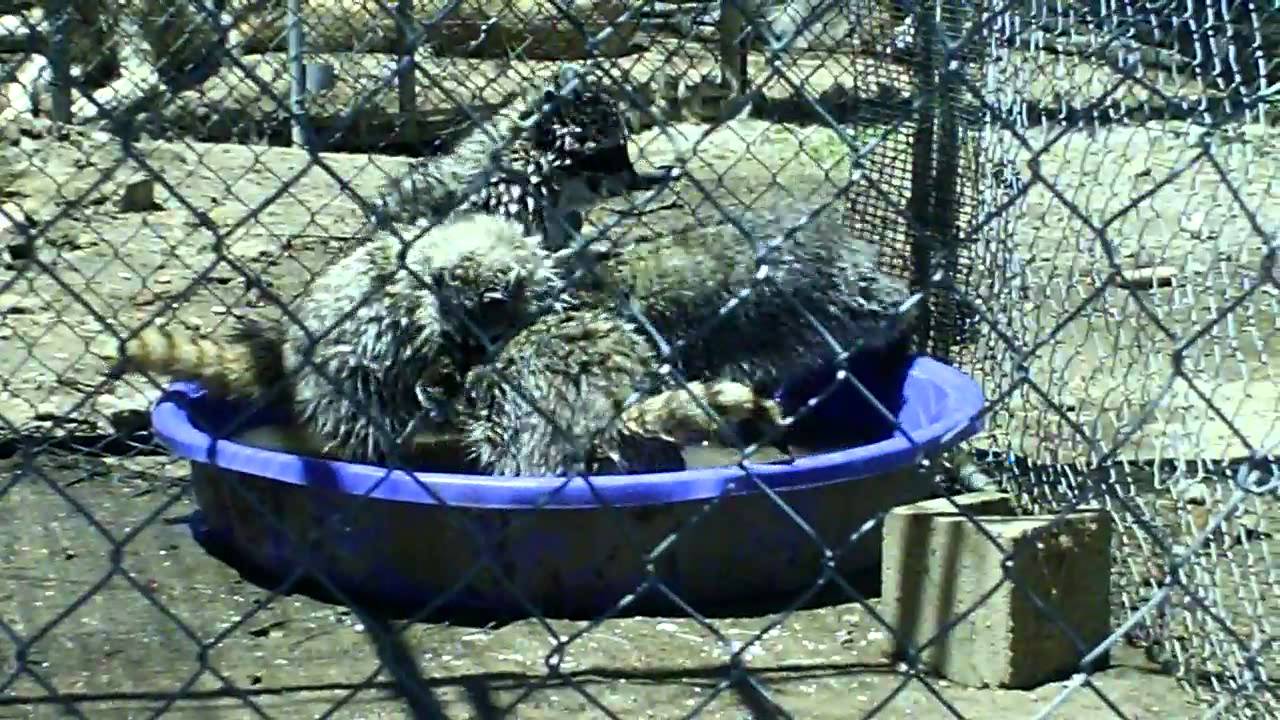 Raccoons Wrestling In Their Pool At The Moonridge Zoo In Big Bear ...