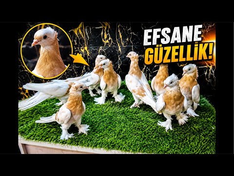 ANKARA OYUN KUŞU MEZATI kanalı canlı yayında