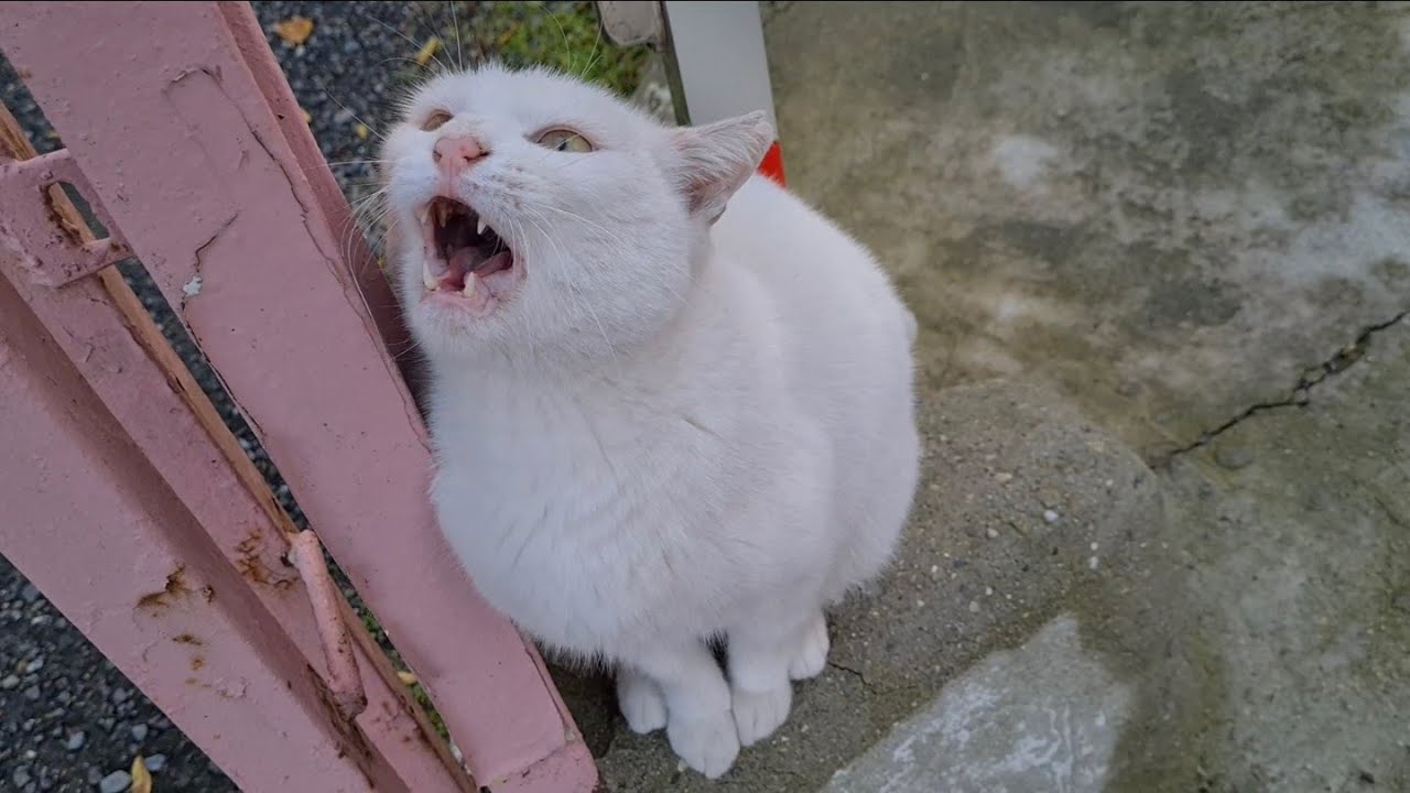 Angry White Cat wants some alone time so stays away from other Cats ...
