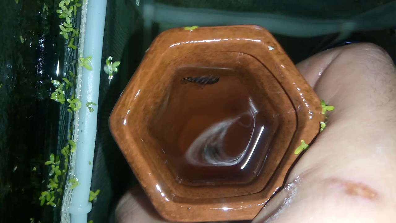 Hypancistrus Deblittera/Columbian Zebra pleco fry L129 - YouTube