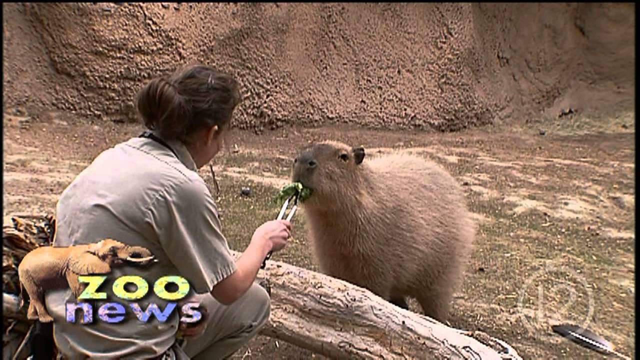 Biggest Mouse In The World