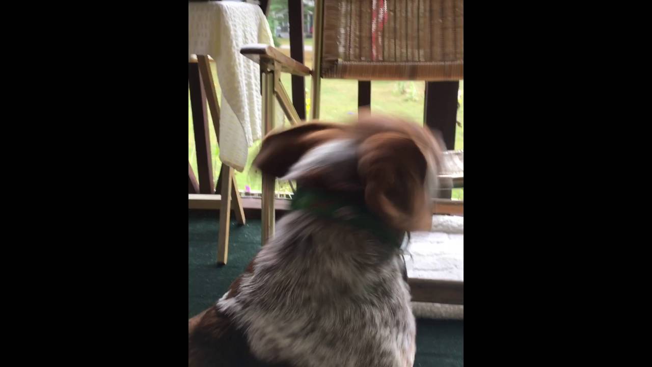 Beagle Song: Teddy the Beagle performs his newest hit "Aroo Achoo ...