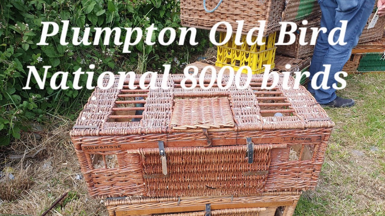 Plumpton Old bird National 8000 Birds - YouTube