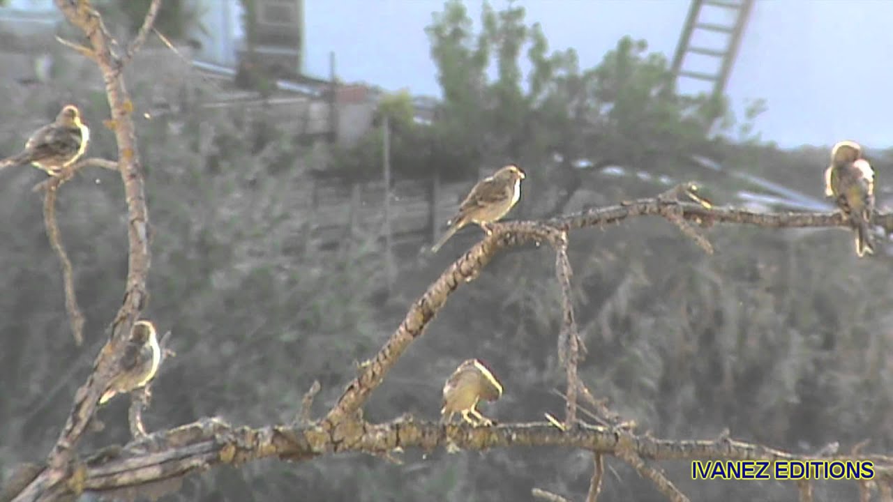 Canario silvestre o canario salvaje - Serinus canaria - Typical Canary ...