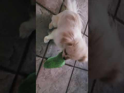 Mi perra en celo