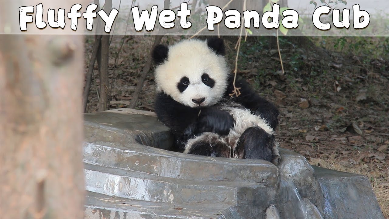 Fluffy Wet Panda Cub Taking A Bath | iPanda - YouTube