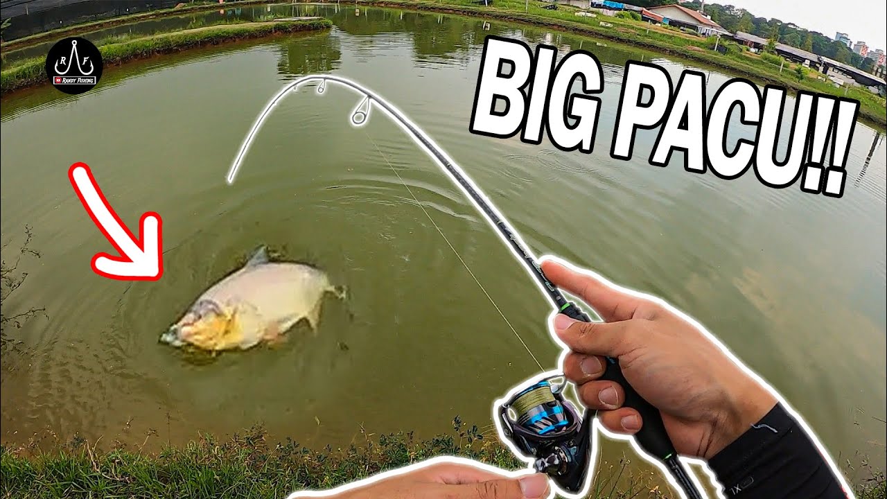 Catching FRENZY PACU In Small Private Pond!!! | Ultra Light Fishing ...