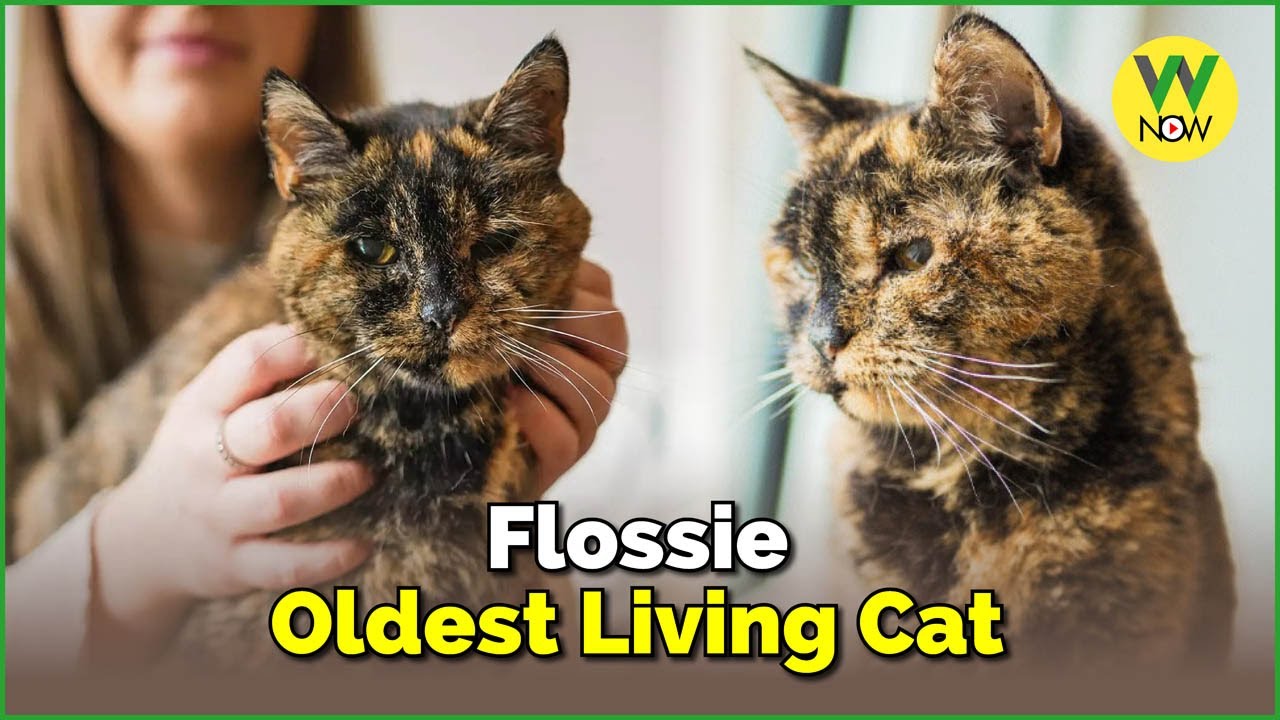Flossie Oldest Living Cat - YouTube