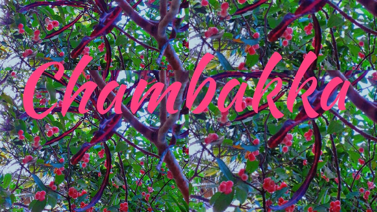 Chambakka #anjus891 - YouTube