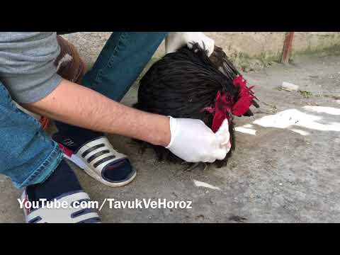 Horozların Feci Kavgası Sonucu Kan Gövdeyi Götürmüş !