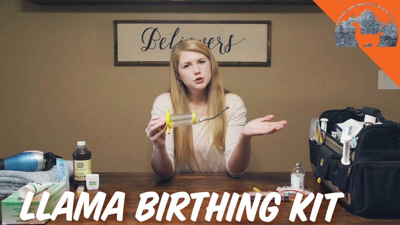 Llama birthing kit - Ep.75 - Llama Life - YouTube