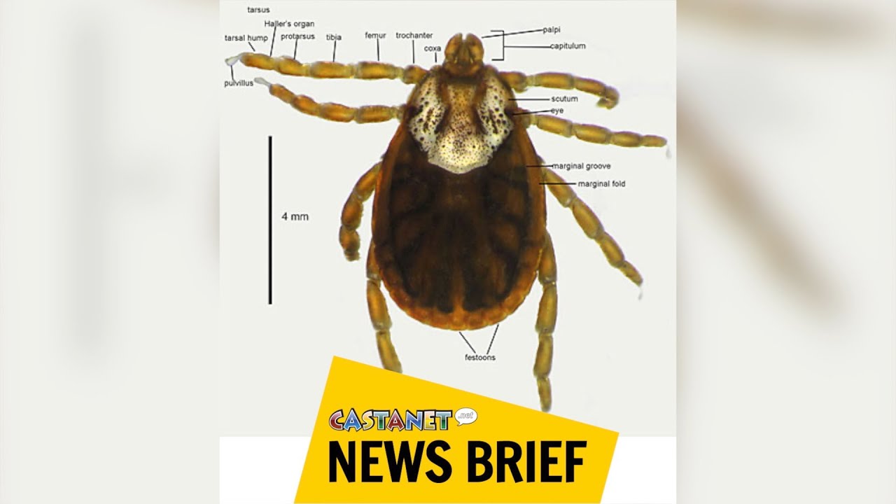 Get ticks off - YouTube