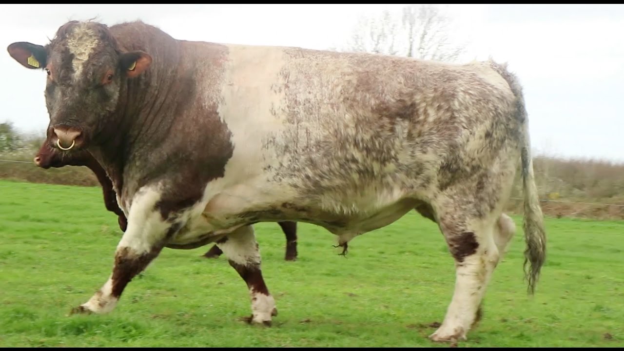 Shorthorn
