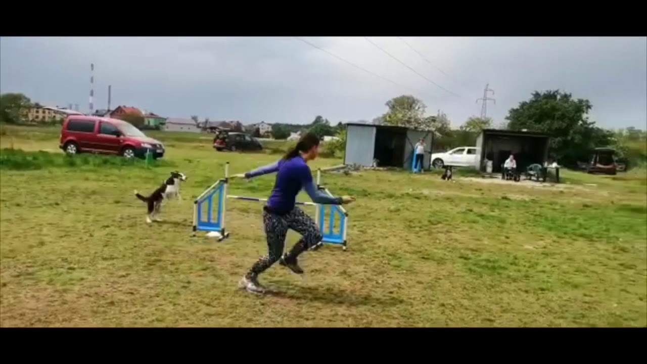 Mawlch GRIFFIN - Olaf - spring agility - YouTube