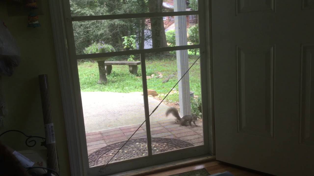 Funny squirrel noises made by pissed-off squirrels - YouTube