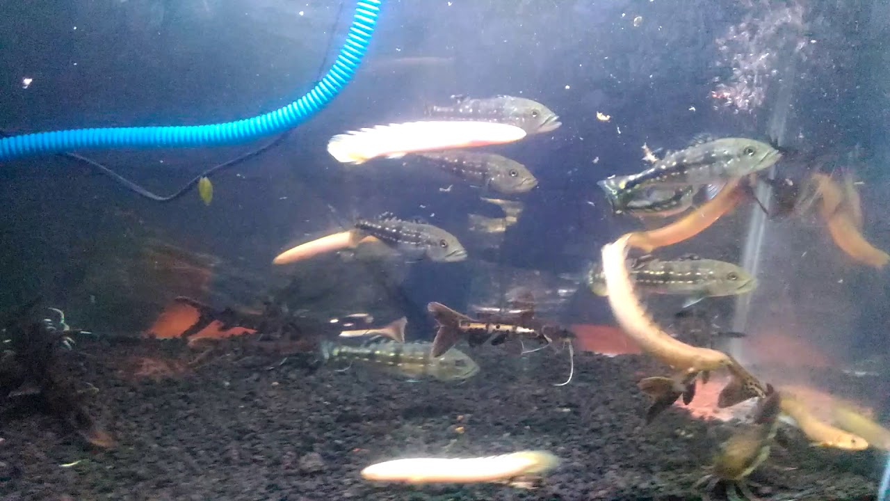 KOLEKSI IKAN PREDATOR, DARI PBASS, LEOPARD CATFISH SAMPAI RTC - YouTube