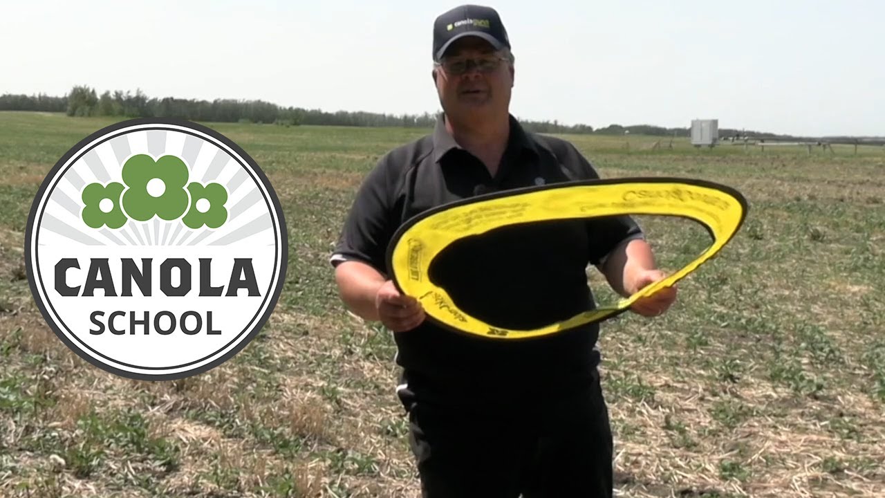 Canola School: Is it a volunteer? Scouting lessons learned from canola ...