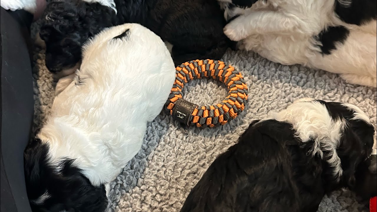 Willow & Teddy’s F1b mini sheepadoodles 4 weeks 1 day - YouTube