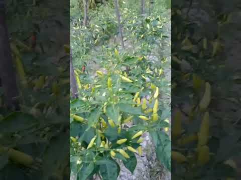 klbar Sambas jawai nyireh.petani cabek..