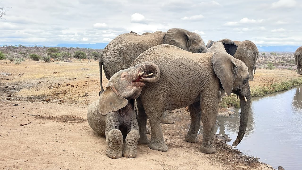 Khanyisa Enjoys Nap Time & Sebakwe Uproots a Tree in One Elephant Trunk ...