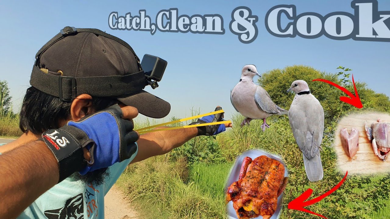 Slingshot Dove Hunt Catch,Clean, & Cook - YouTube