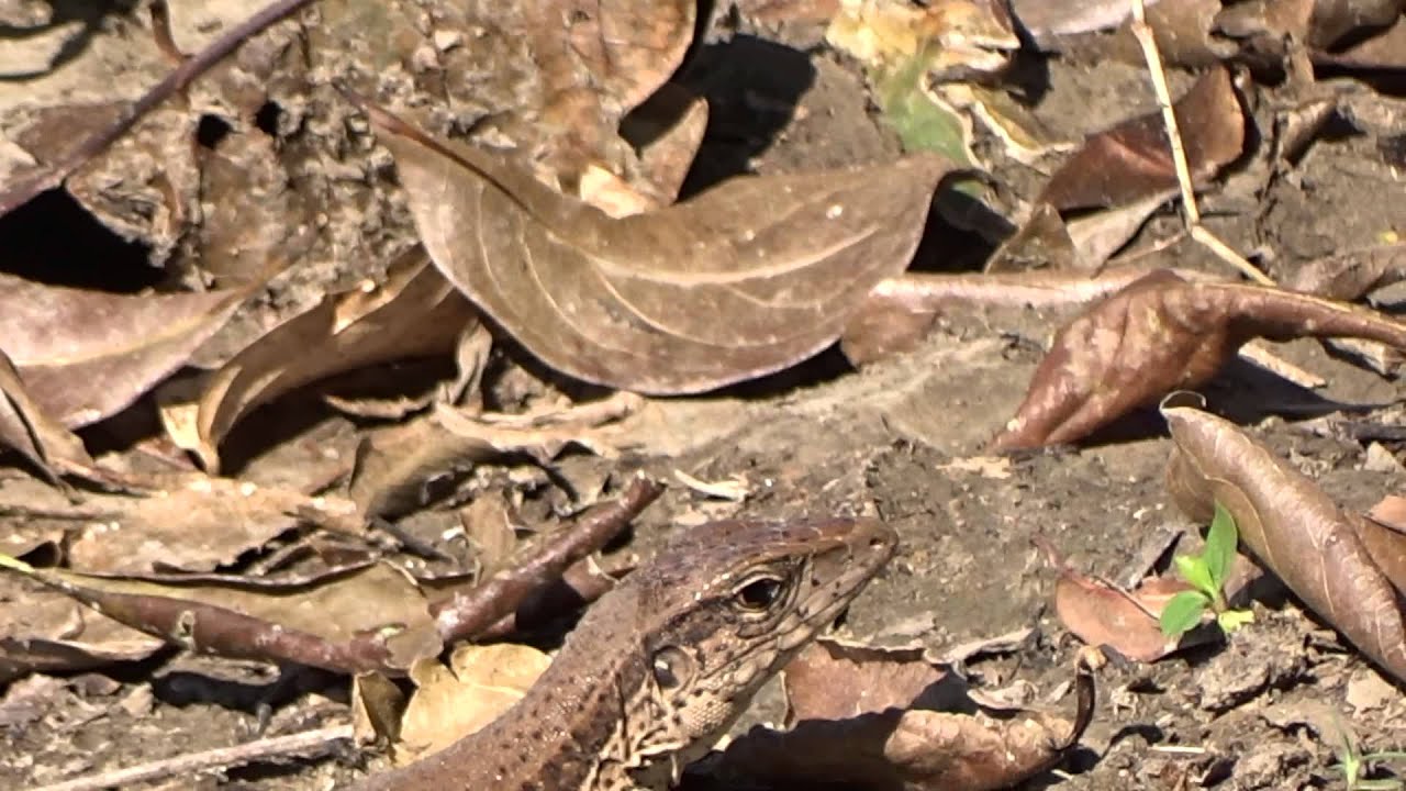 Lizard in Amazon rainforest, Peru - YouTube
