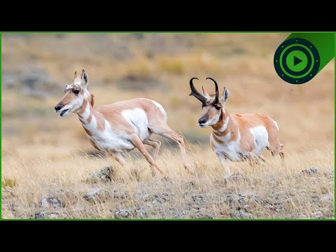 Faster Than a Cheetah? The Secret of the American Pronghorn