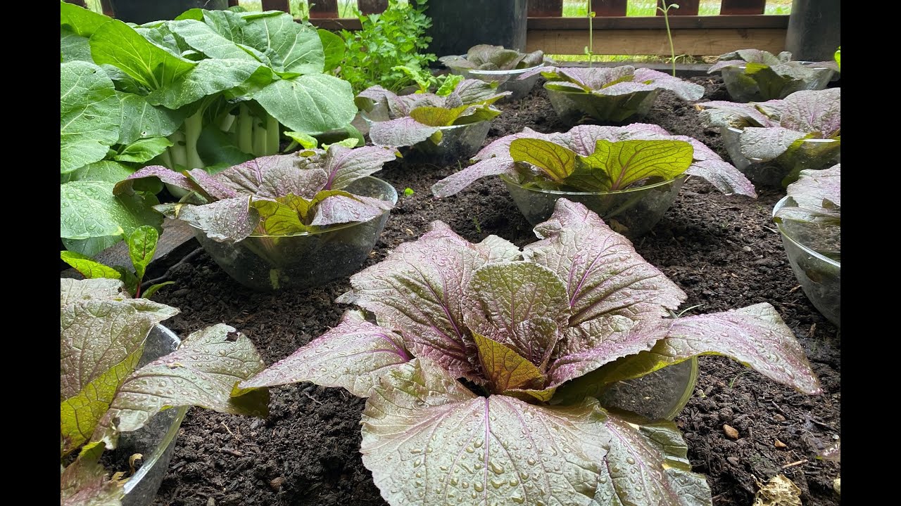 Chia Sẽ Cách Trồng và Chăm Sóc Cải Thảo Tím Cho Tươi, Tốt, và To ...