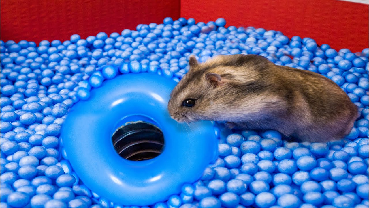 Pool Maze for Hamster - Rainbow Pyramid Maze - YouTube