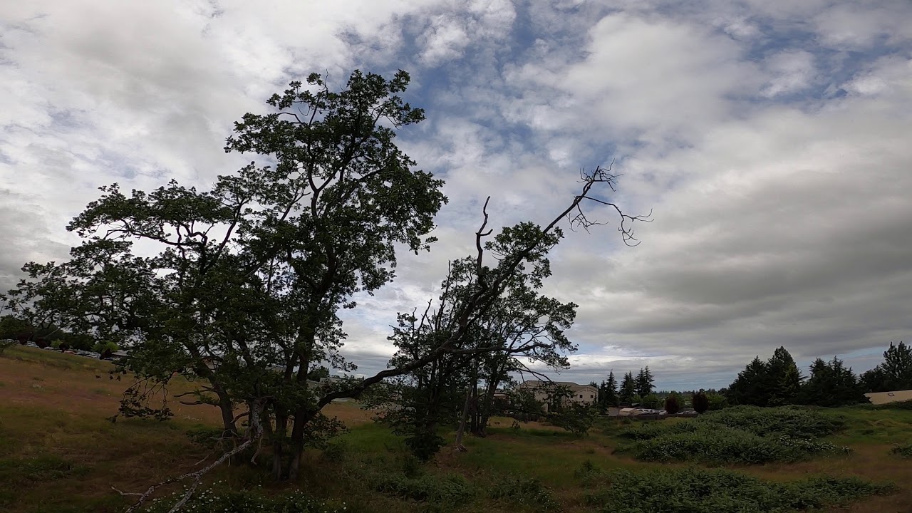 Sequim Trees next to JamesTown - YouTube